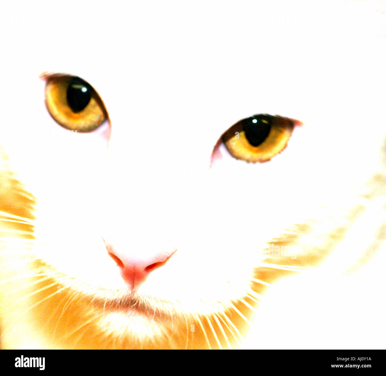 Abstract Photo of Cats Face Stock Photo - Alamy