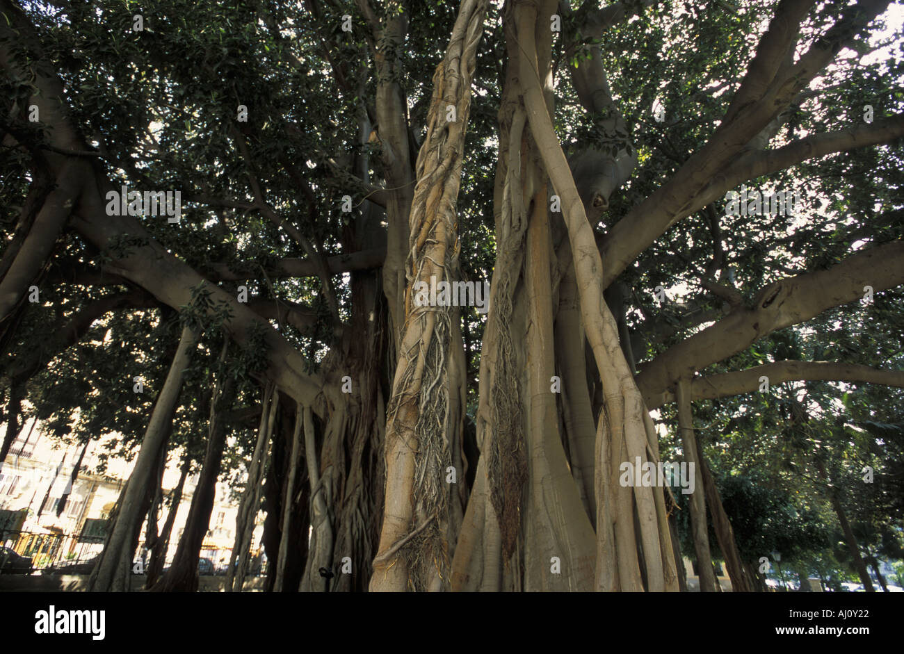 Ficus of the Garibaldi gardens Palermo Sicily Italy Stock Photo - Alamy