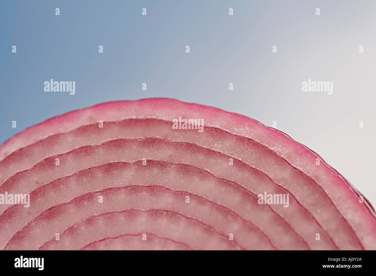 Onion layers rings hi-res stock photography and images - Alamy