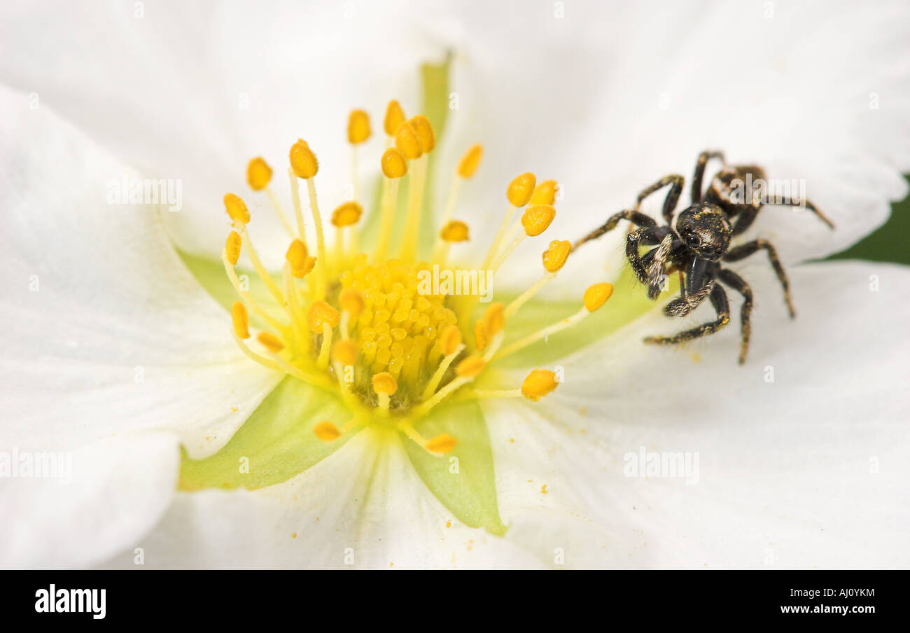 Spider & Flower Stock Photo - Alamy