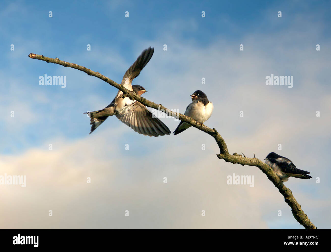 Tree swallows feeding hi-res stock photography and images - Alamy