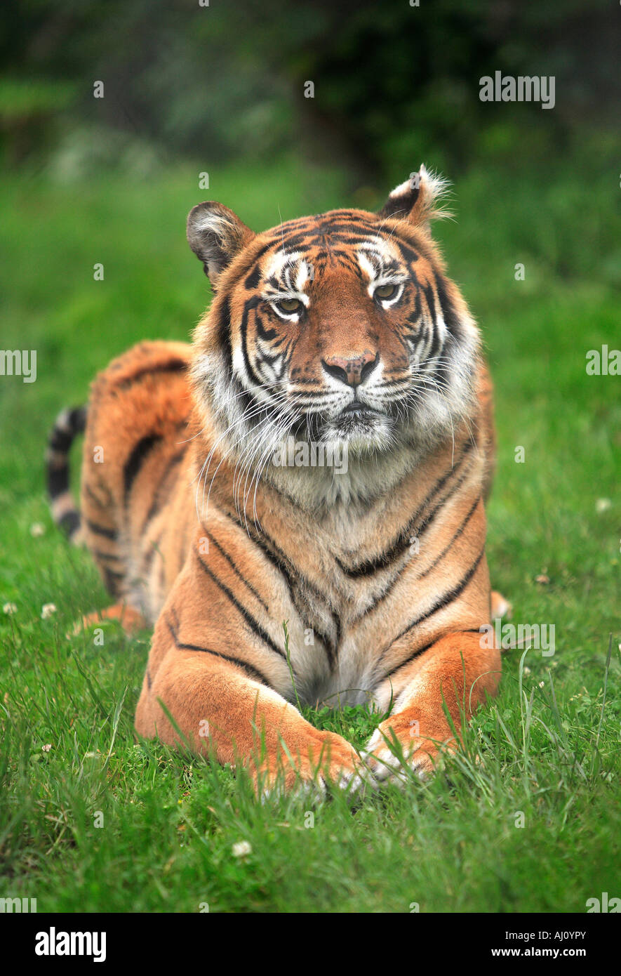 Tiger colour cat hi-res stock photography and images - Alamy