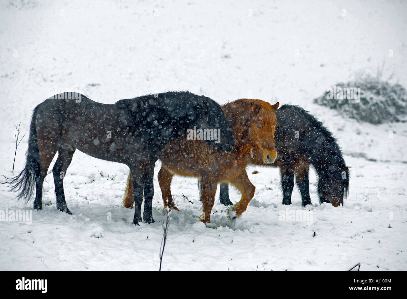 Islandponys High Resolution Stock Photography and Images - Alamy
