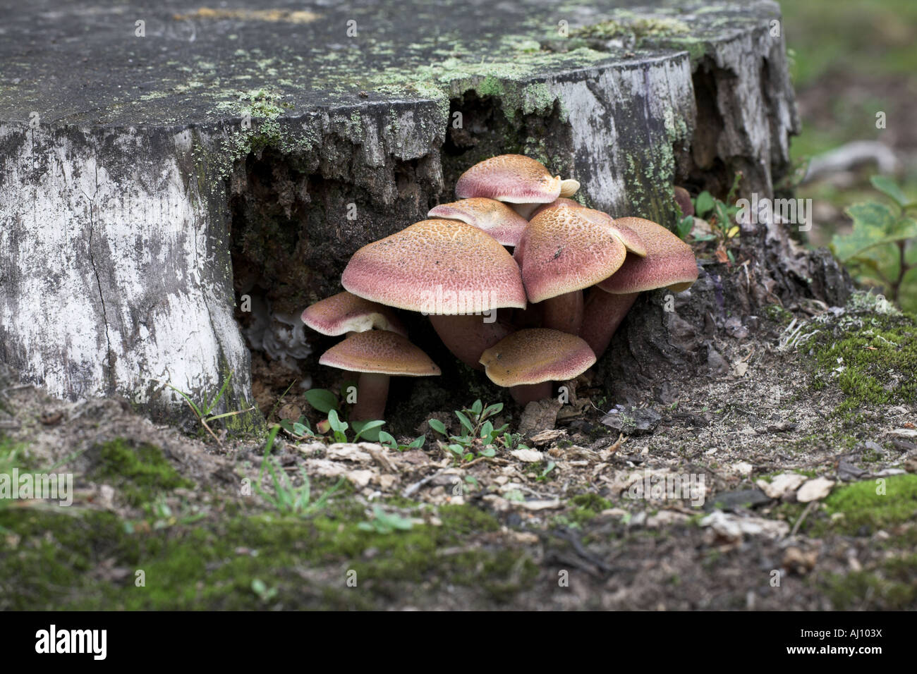 Plums & Custard Tricholomopsis rutilans fungi growing on a pine tree ...