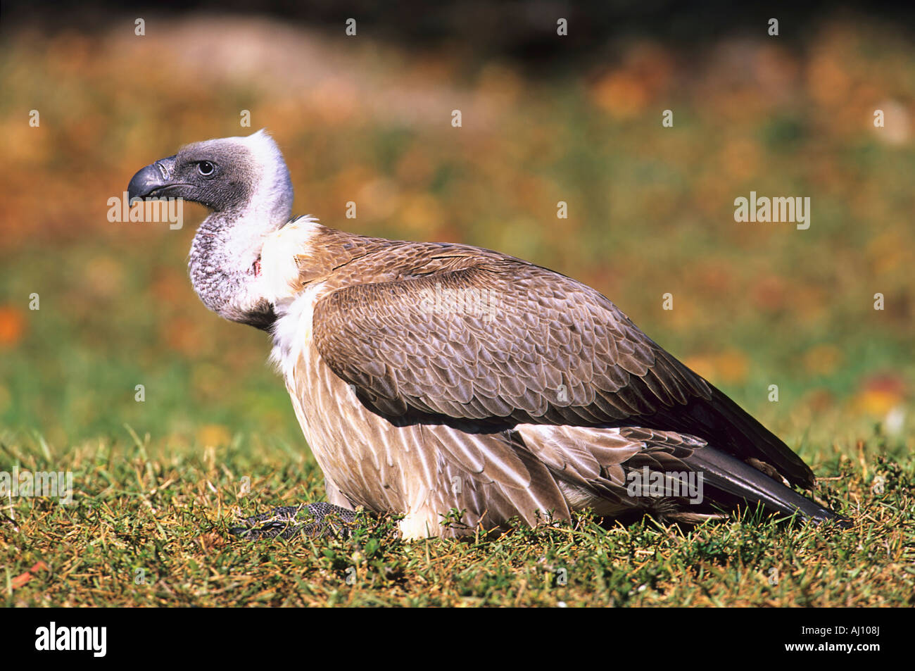 Weissrueckengeier African White backed Vulture Gyps africanus Zoo Stock ...