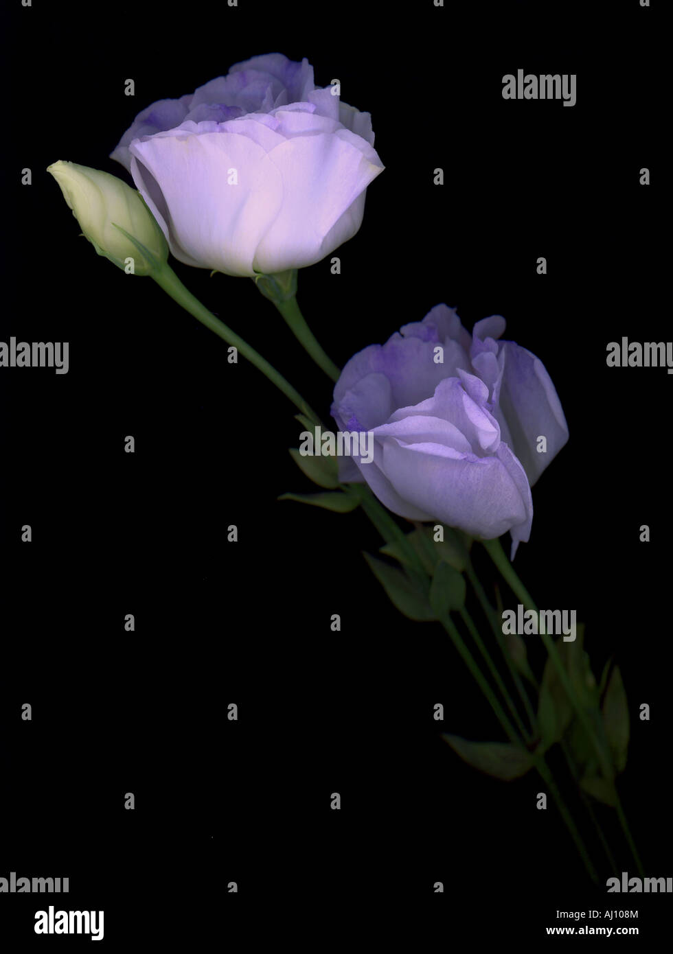 Lavender Eustoma blossoms with black background Stock Photo - Alamy