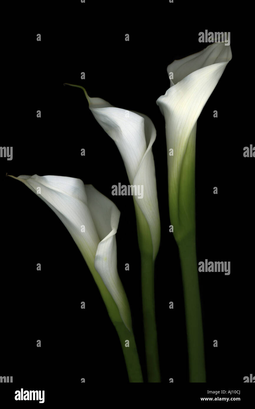 Three White Calla Lilies against dramatic black background Stock Photo ...