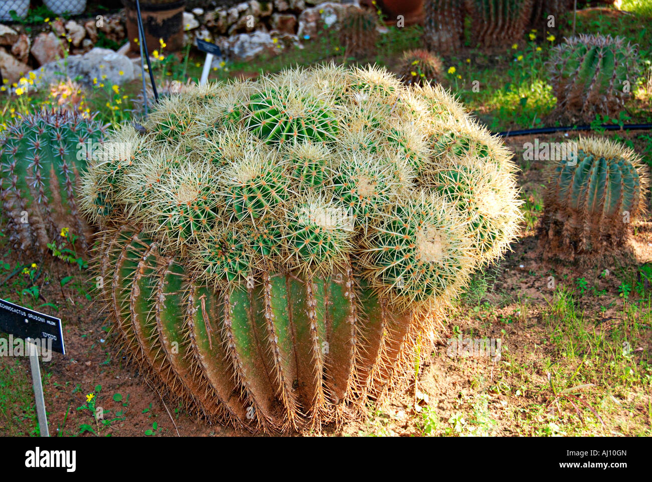 Golden Barrel Cactus Echinocactus Grusonii hildm Stock Photo - Alamy