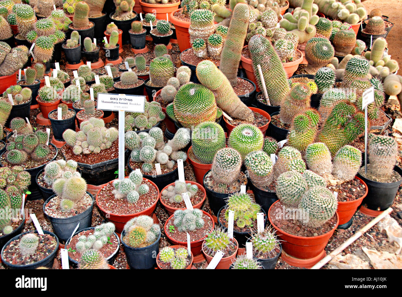 Selection of cacti hi-res stock photography and images - Alamy
