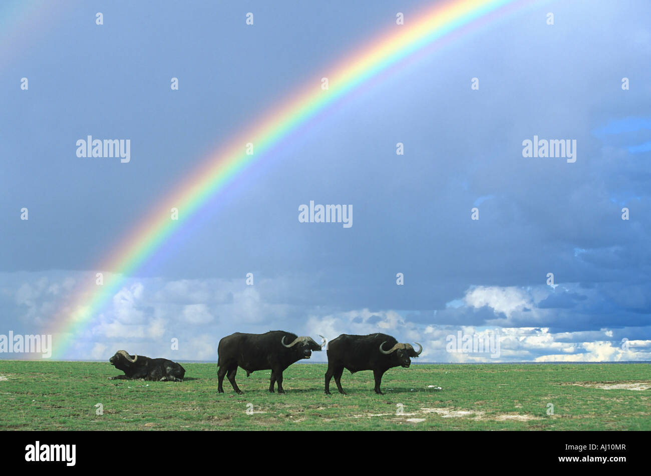 Afrikanische bueffel hi-res stock photography and images - Alamy