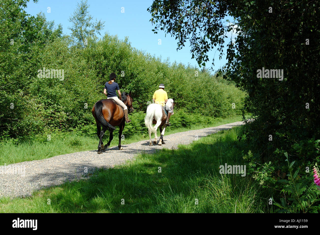 Horse Riders on Bridleway in English Countryside Stock Photo - Alamy