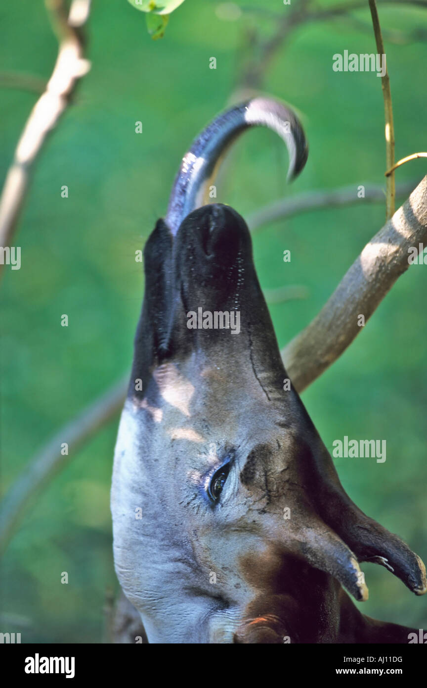 Okapi Feeding Zoo Stock Photo - Alamy