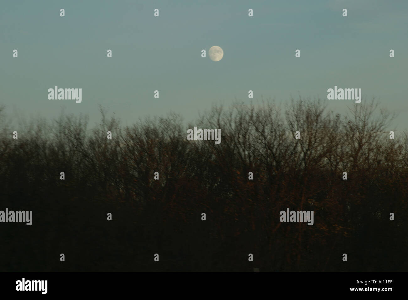 Moon Over Trees Stock Photo - Alamy