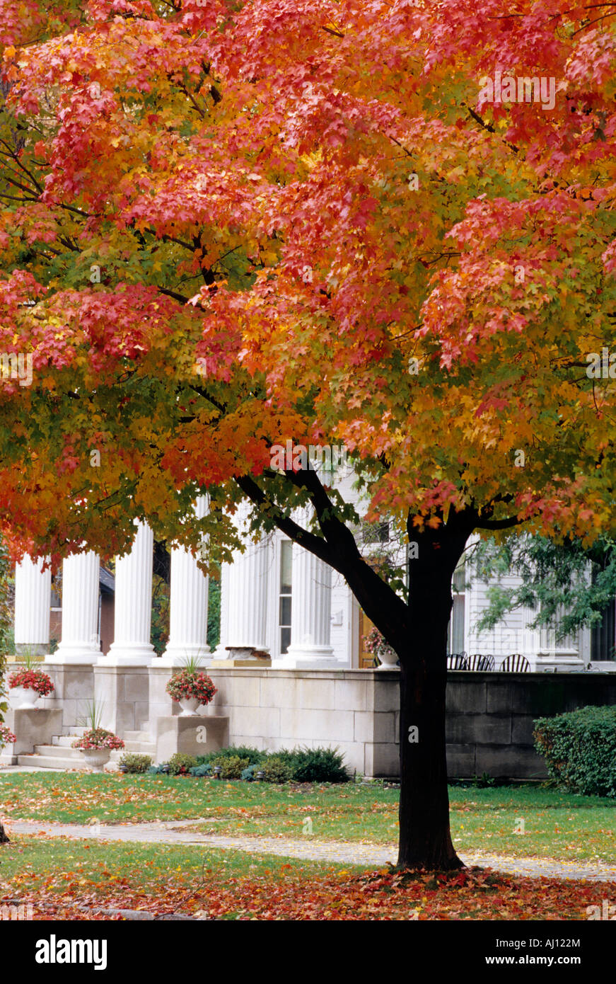 SUGAR MAPLES IN FALL COLOR ALONG HISTORIC SUMMIT AVENUE IN ST. PAUL ...