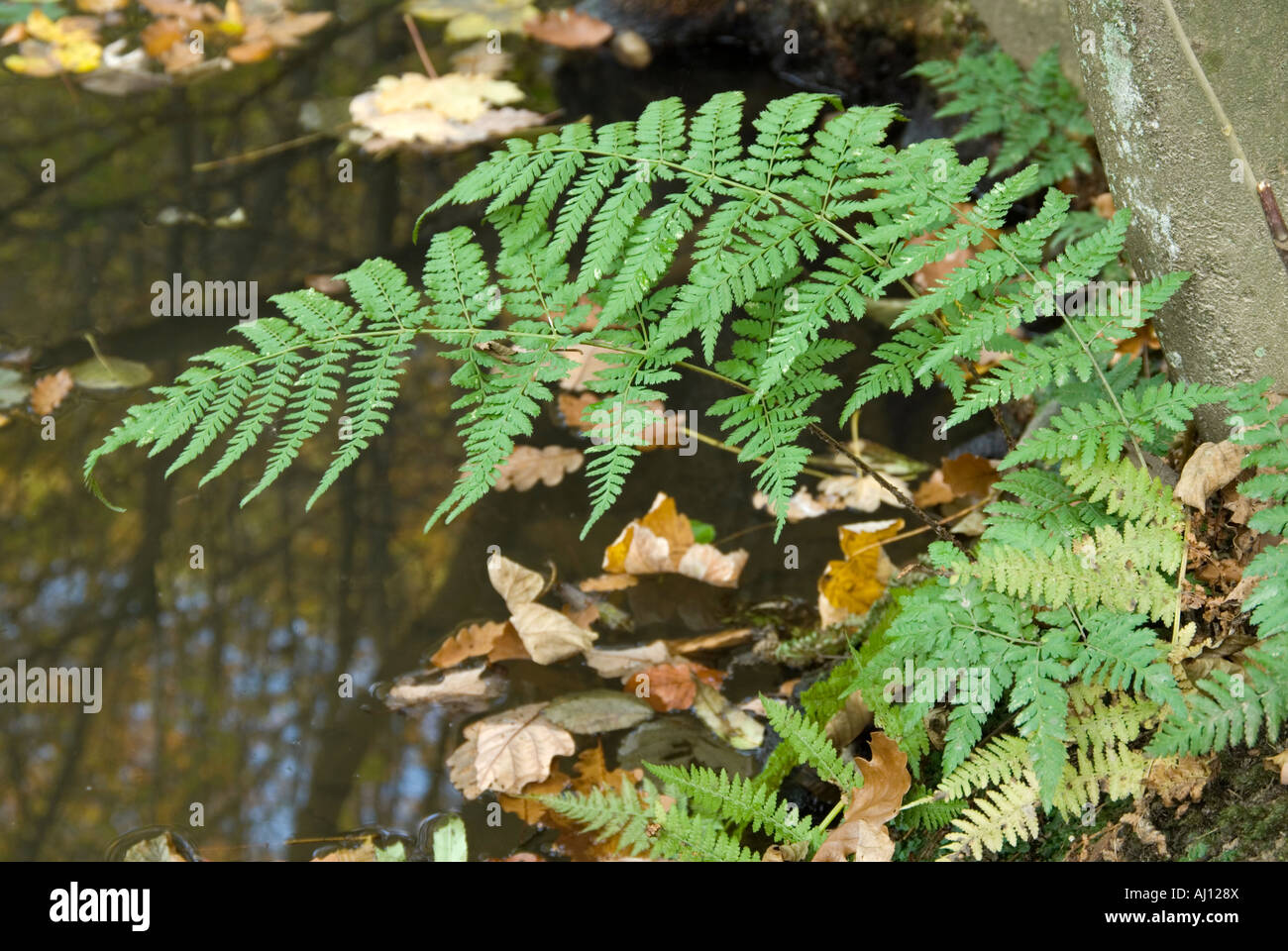 Fern plant growing near a pond Stock Photo - Alamy