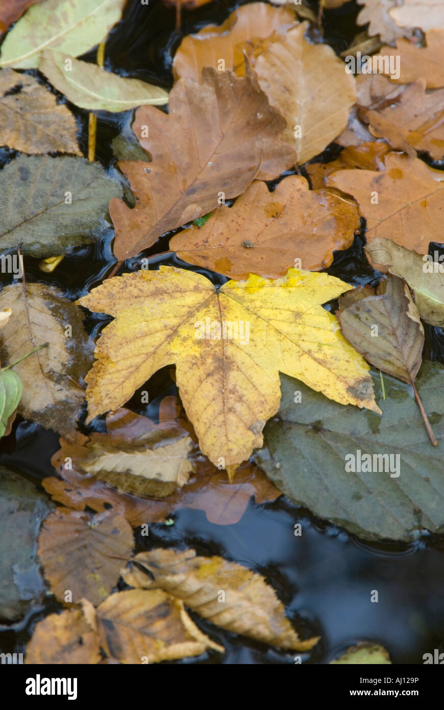 Leaves floating in the water Stock Photo - Alamy