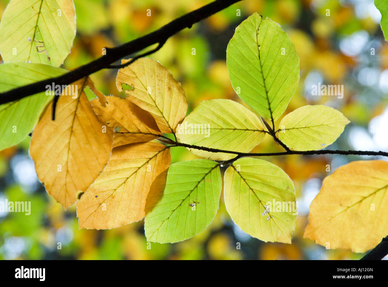 Detail of beech leaves Stock Photo - Alamy