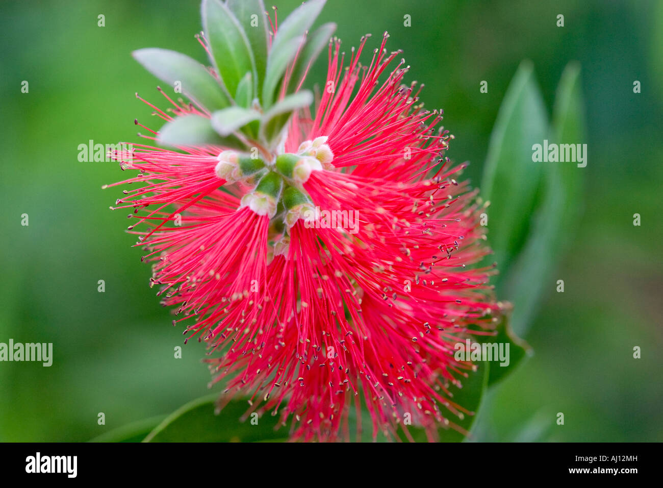 A Bottle Brush plant in full bloom Stock Photo - Alamy