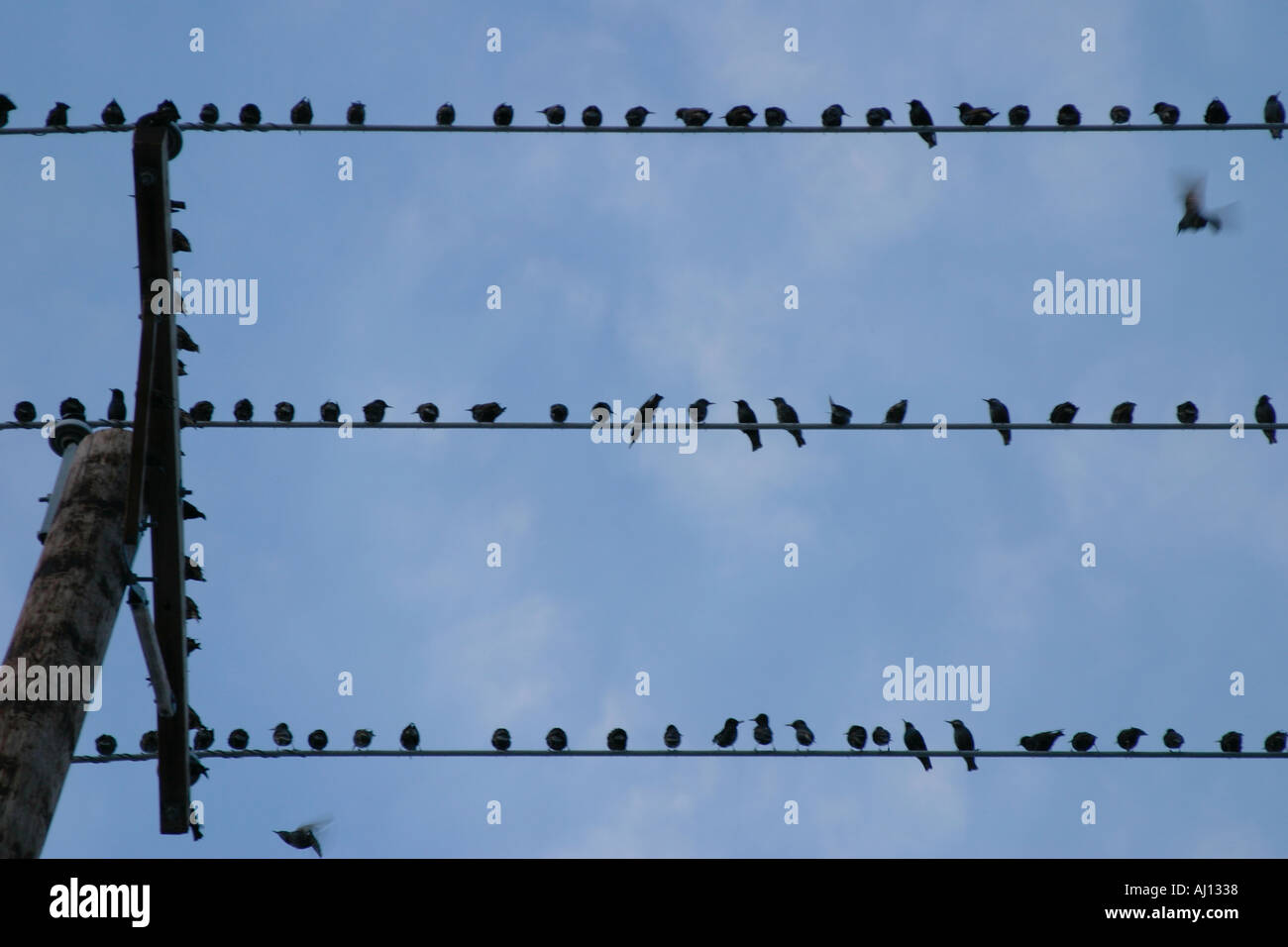 Birds on Wires Stock Photo - Alamy