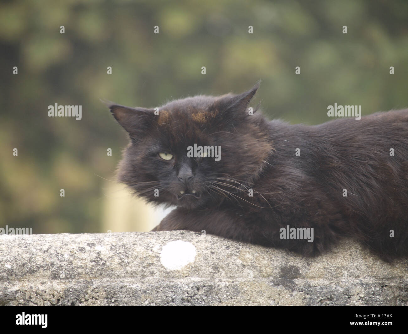 Bad tempered Black Tom Cat sitting on a garden wall Stock Photo - Alamy