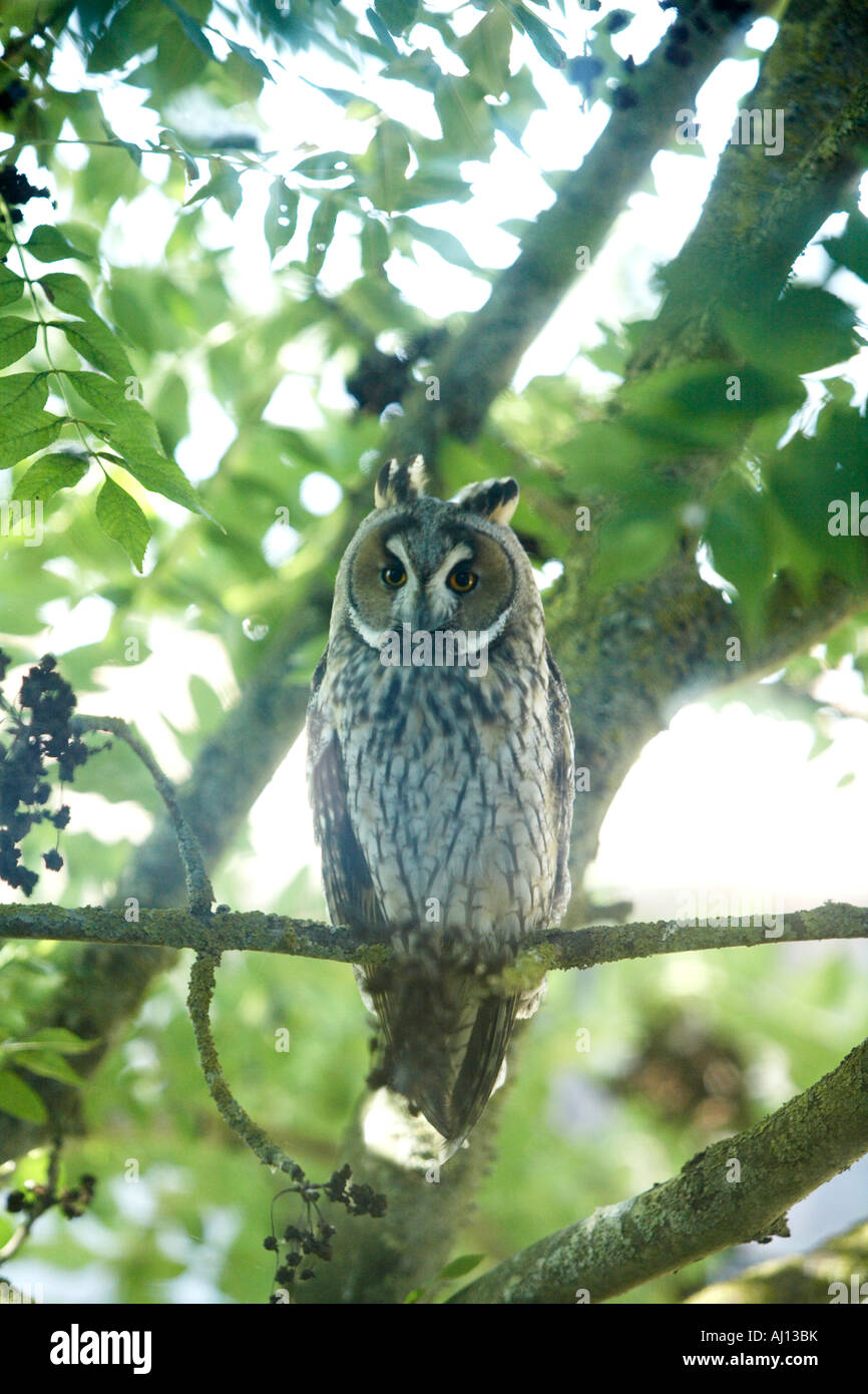 ALERT LONG EARRED OWL SITTING PERCHED IN A TREE LOOKING AT THE CAMERA ...