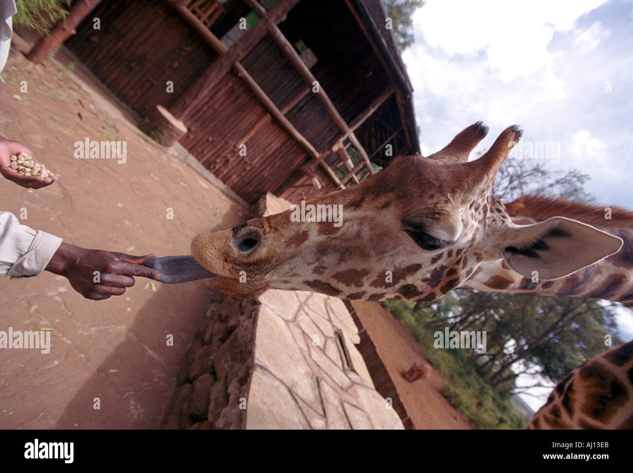 A keeper feeds a giraffe at the Giraffe Manor or Centre in Nairobi ...