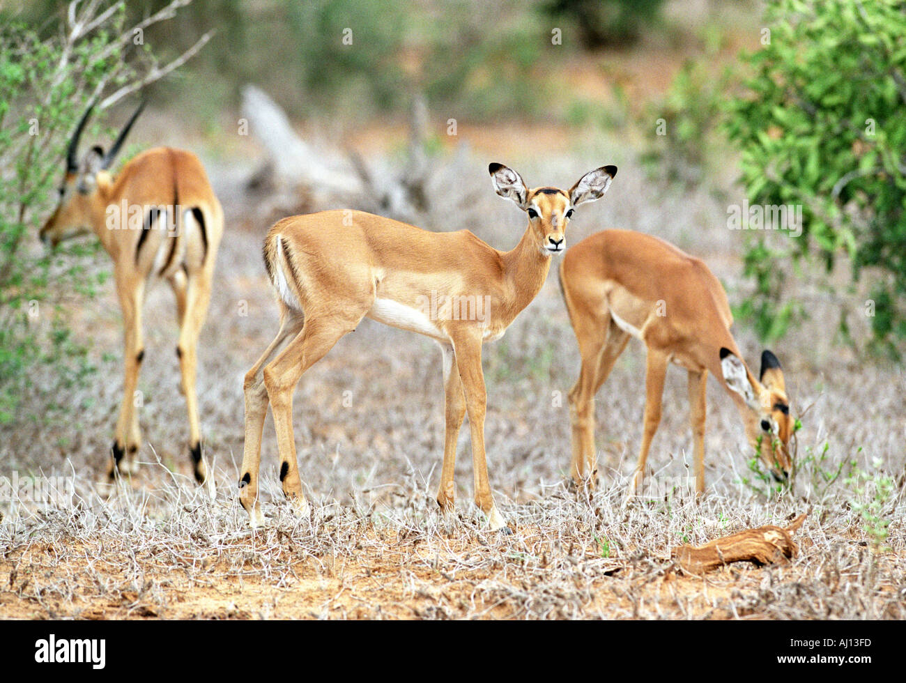 Grants Gazelle in Kenya Africa Stock Photo - Alamy