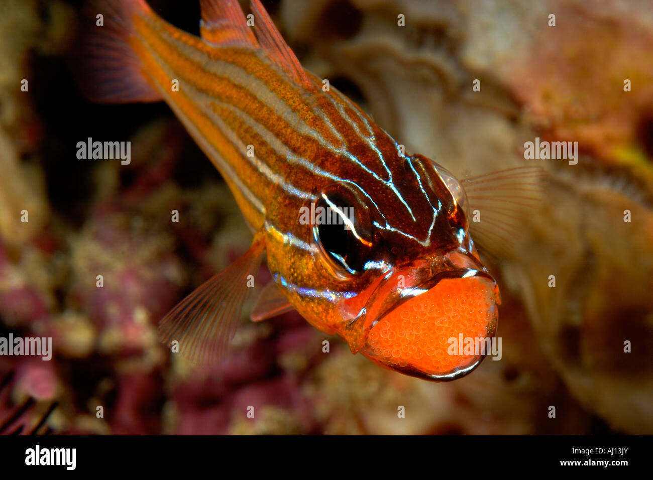 cardinalfish mouth brooding eggs Stock Photo - Alamy