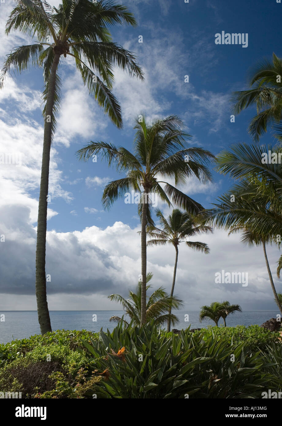 Hawaii palm trees Stock Photo - Alamy