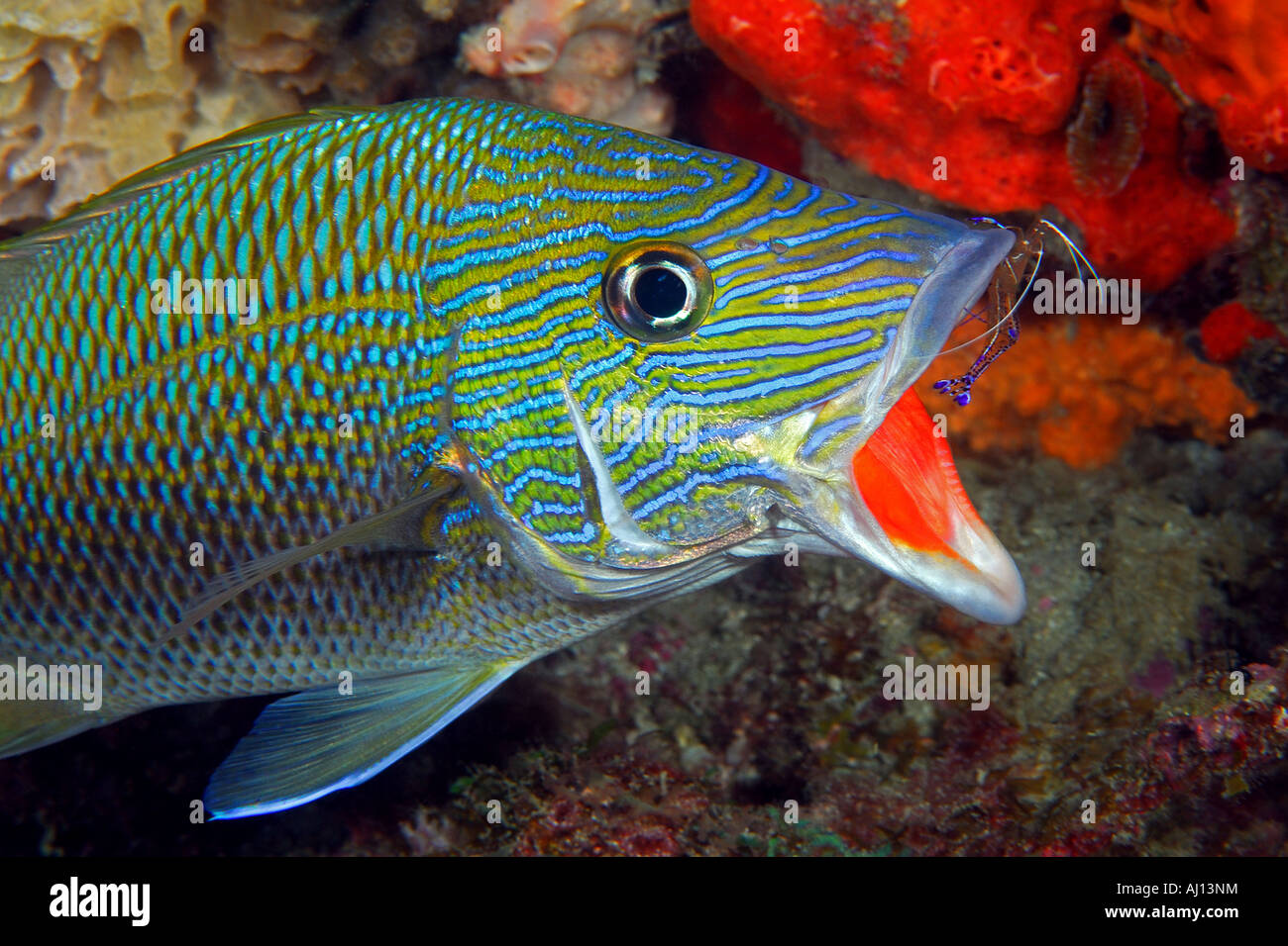 Underwater shrimp hi-res stock photography and images - Alamy