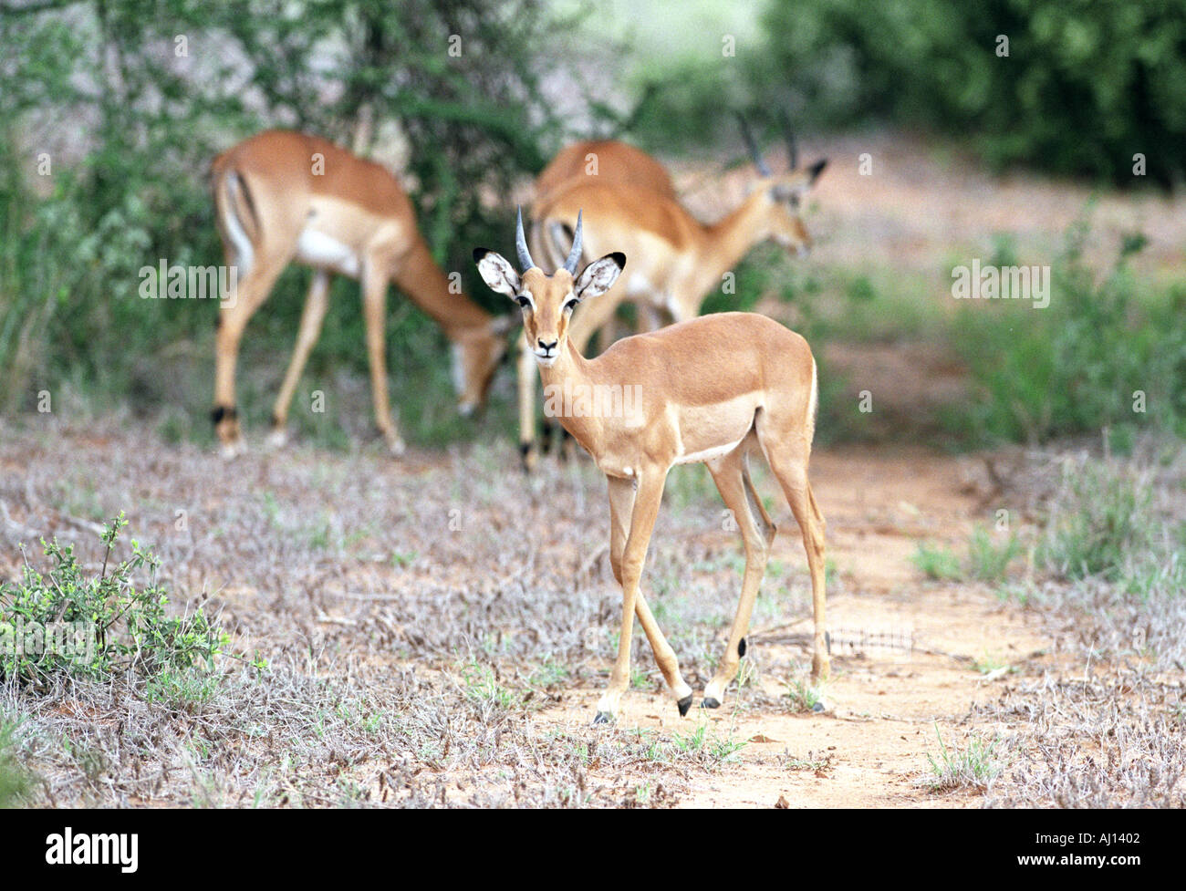 Grants Gazelle in Kenya Africa Stock Photo - Alamy