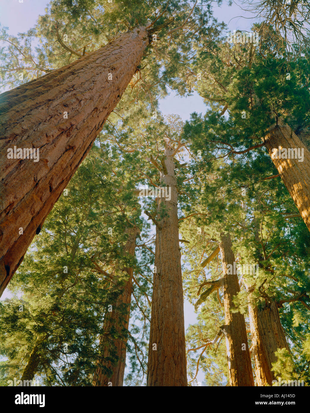 giant redwood trees in Northern California USA Stock Photo - Alamy