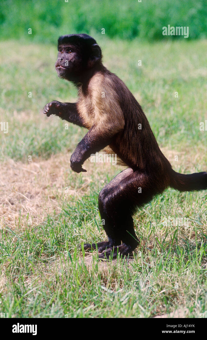 Capuchin Monkey Standing Up