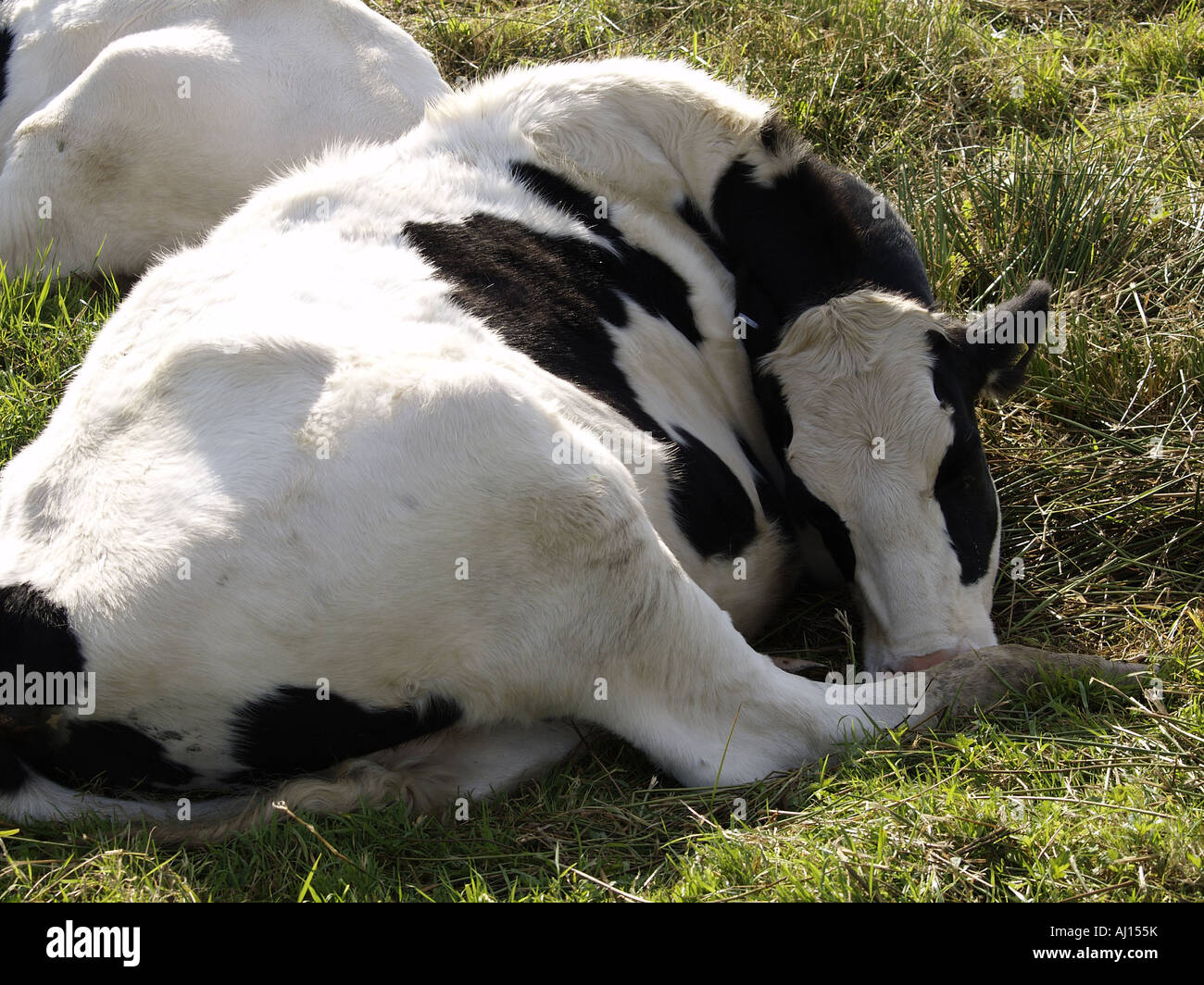 Frisian cow curled up in a ball like a cat Stock Photo - Alamy