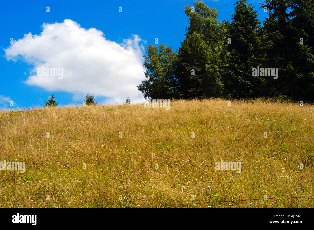 Idyllic sunny black forest hi-res stock photography and images - Alamy