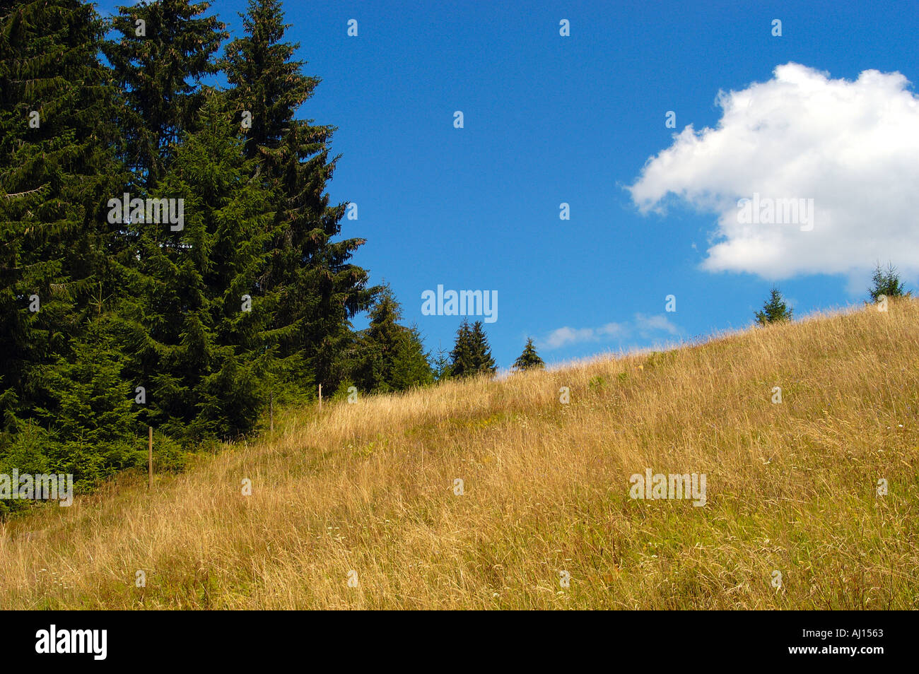 Clearing forest historical hi-res stock photography and images - Alamy
