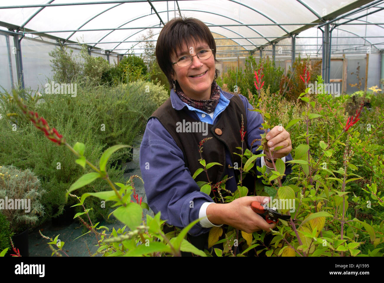 Herb specialist Jekka McVicar in polytunnel at her organic herb farm near Bristol England UK ...