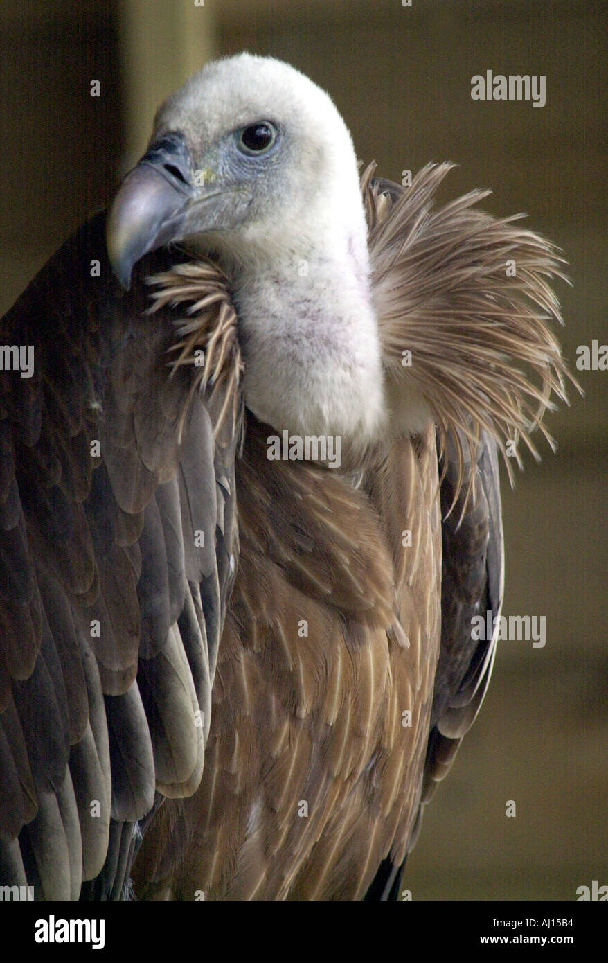 Vulture at the English falconry centre Stock Photo - Alamy