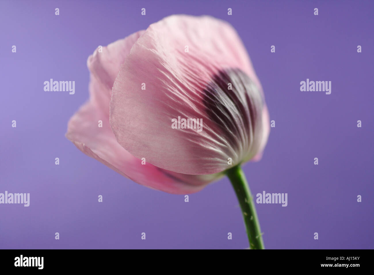 Close-up of a pink single poppy Stock Photo - Alamy