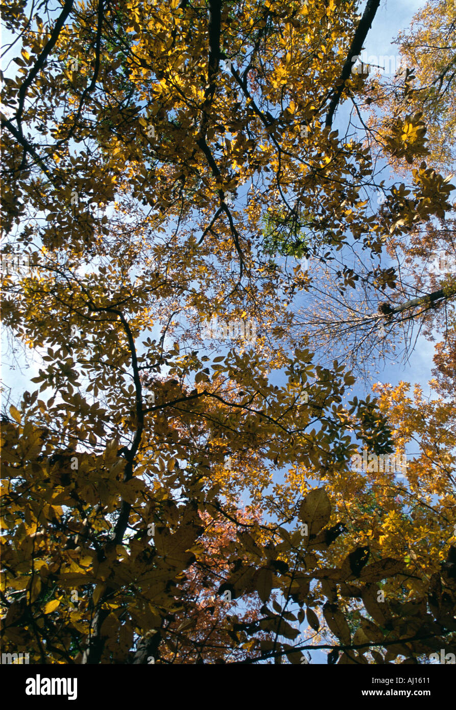 Trees in Autumn Stock Photo - Alamy