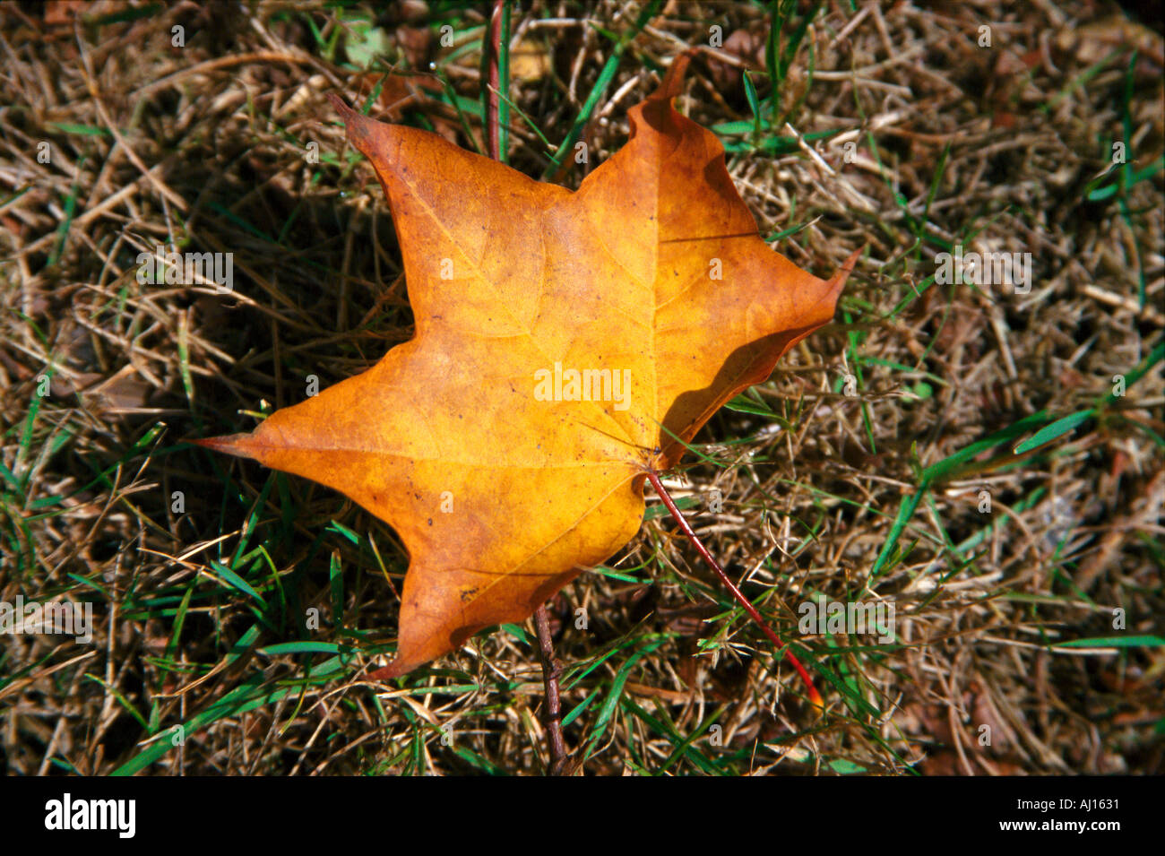 Sole fallen leaf hi-res stock photography and images - Alamy