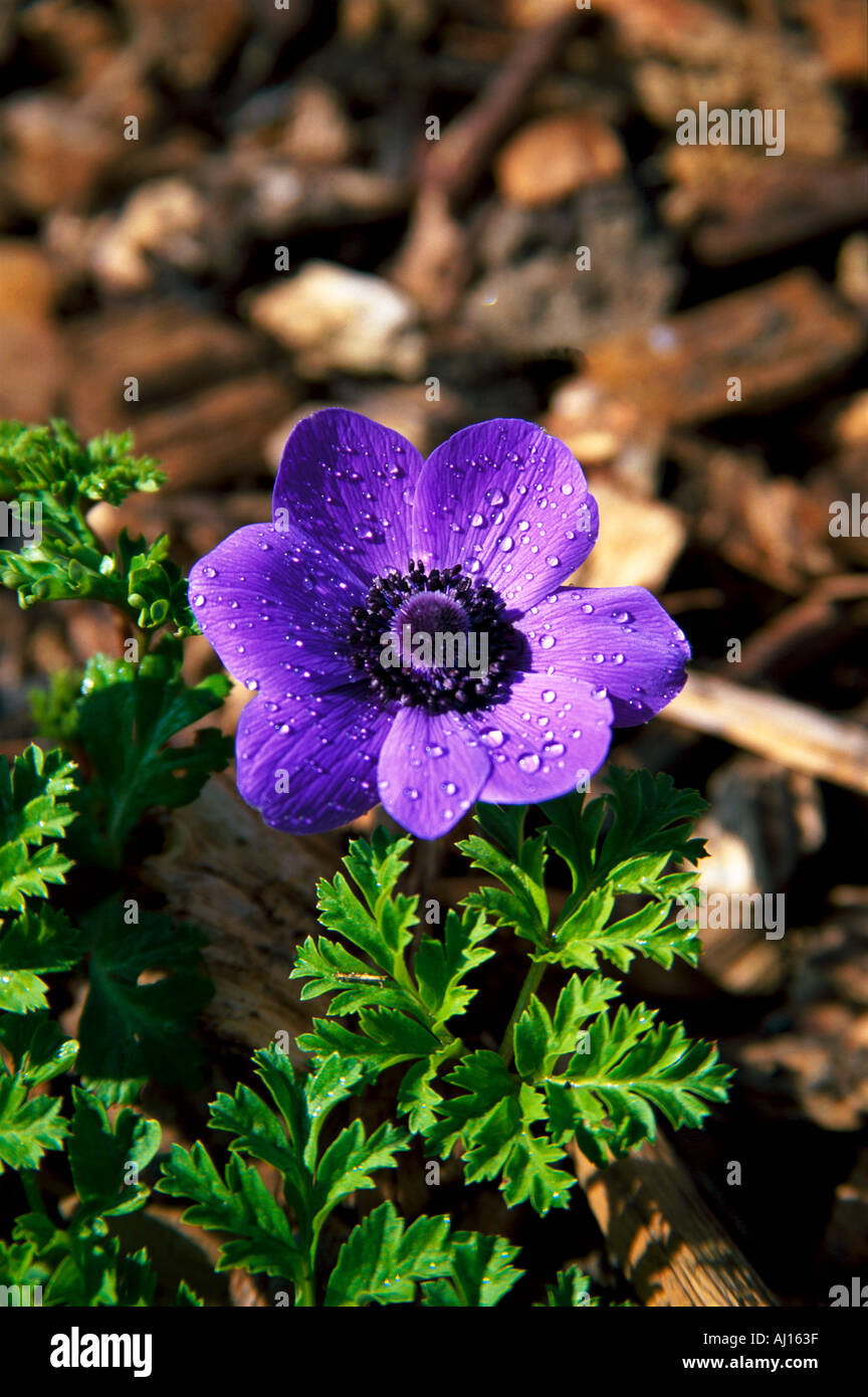 Purple anenome hi-res stock photography and images - Alamy