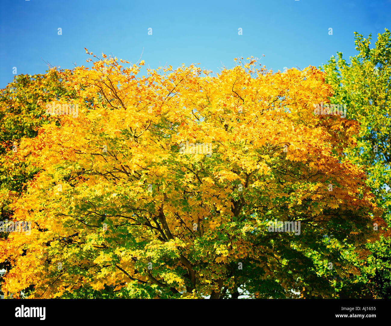 Sycamore Trees in Autumn Stock Photo - Alamy