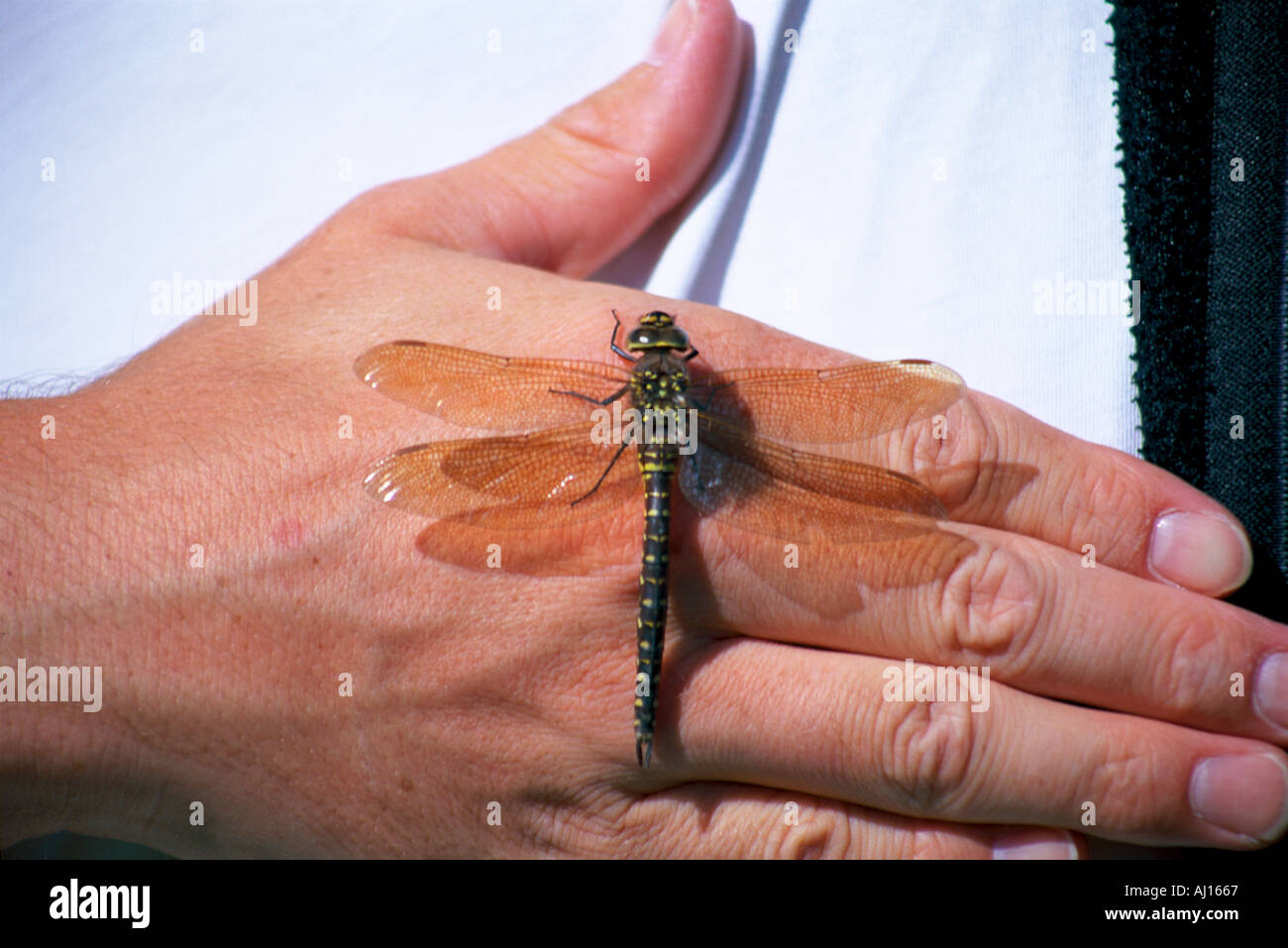 Winged creature hi-res stock photography and images - Alamy