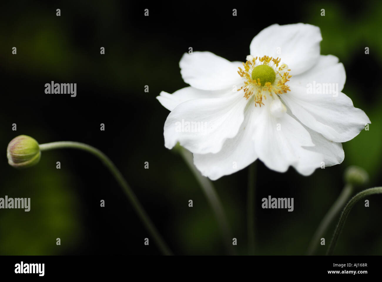 Japanese anemone white, landscape format, single flower with bud to ...