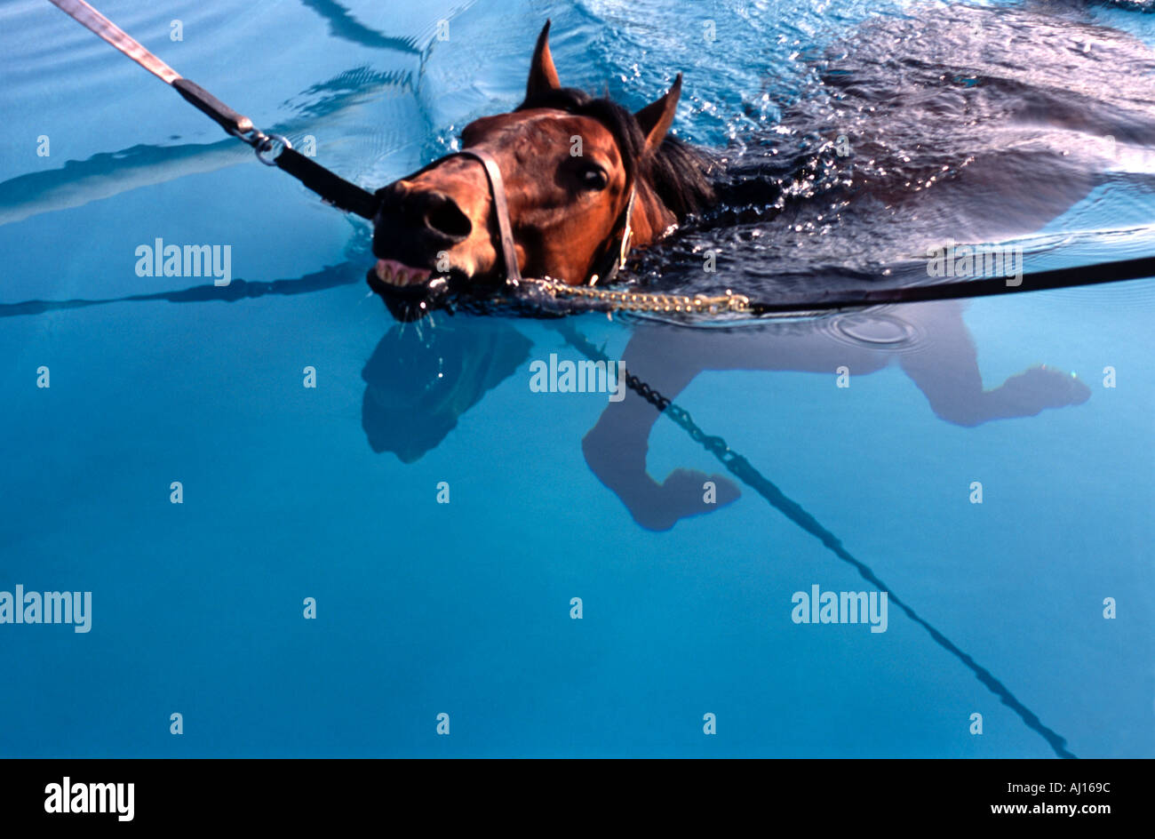 Race Horse Swimming High Resolution Stock Photography and Images - Alamy
