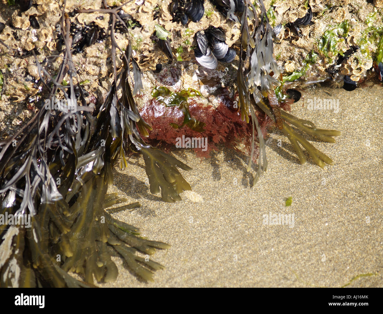 Seaweed, attached to a rock, with mussels on, floating in a rock pool ...