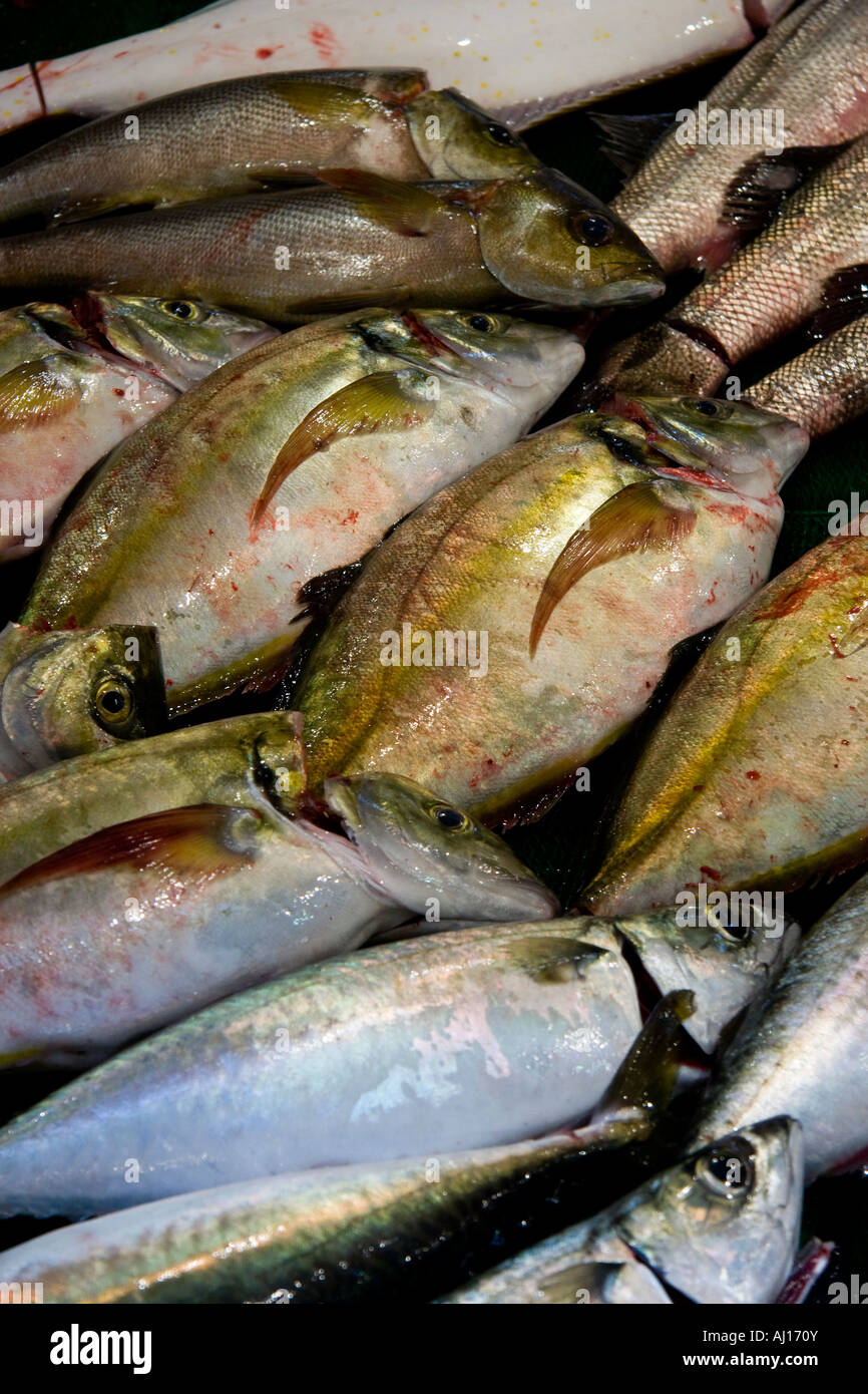 Fish Tsukiji Market Tokyo Japan Stock Photo - Alamy