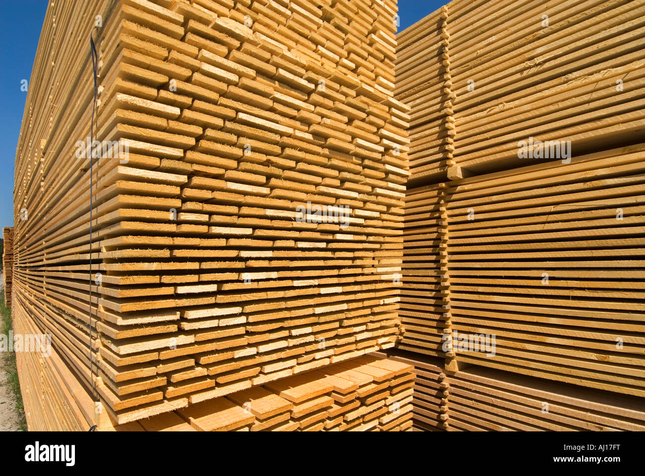 cut wood timber beam slab board plank shelf tree forest silviculture ...