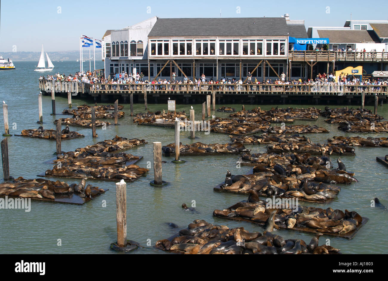 CALIFORNIA San Francisco Sea lions sunbathe on docks alongside Pier 39 ...
